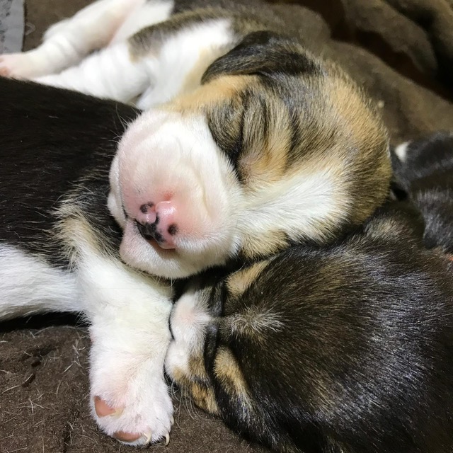 BeagleNews – laendlebeagle.at